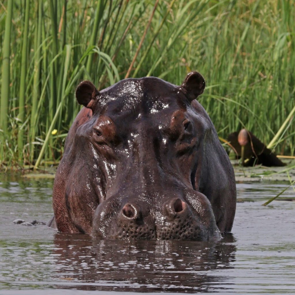 When hippos are upset, their sweat turns red. - TheDailyQuiz.com