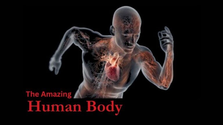 The Ultimate Human Body Quiz – TheDailyQuiz
